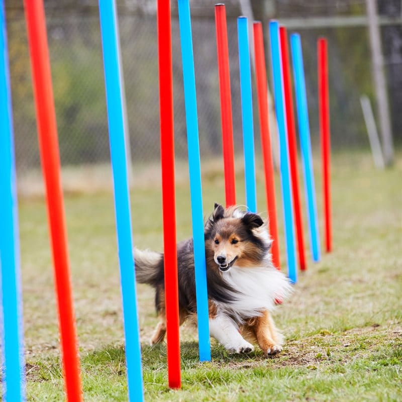 Agility obstacle
