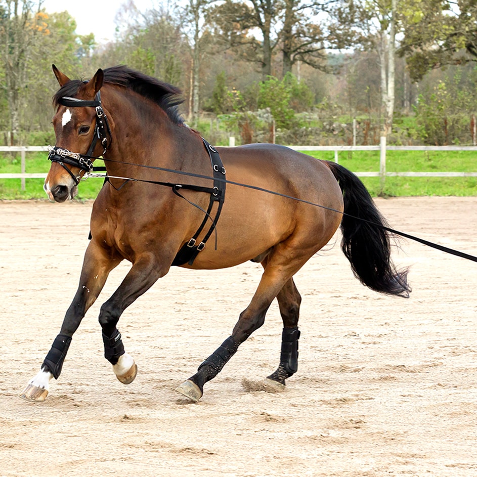 Horse Lunging Equipment
